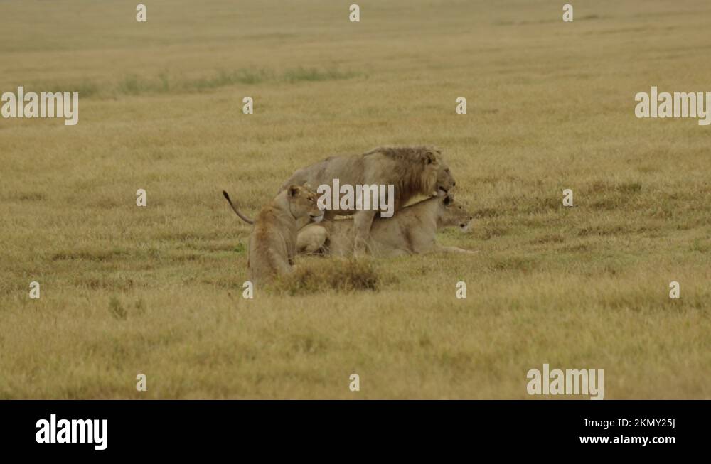 Lion and Lioness mate Stock Video Footage - Alamy