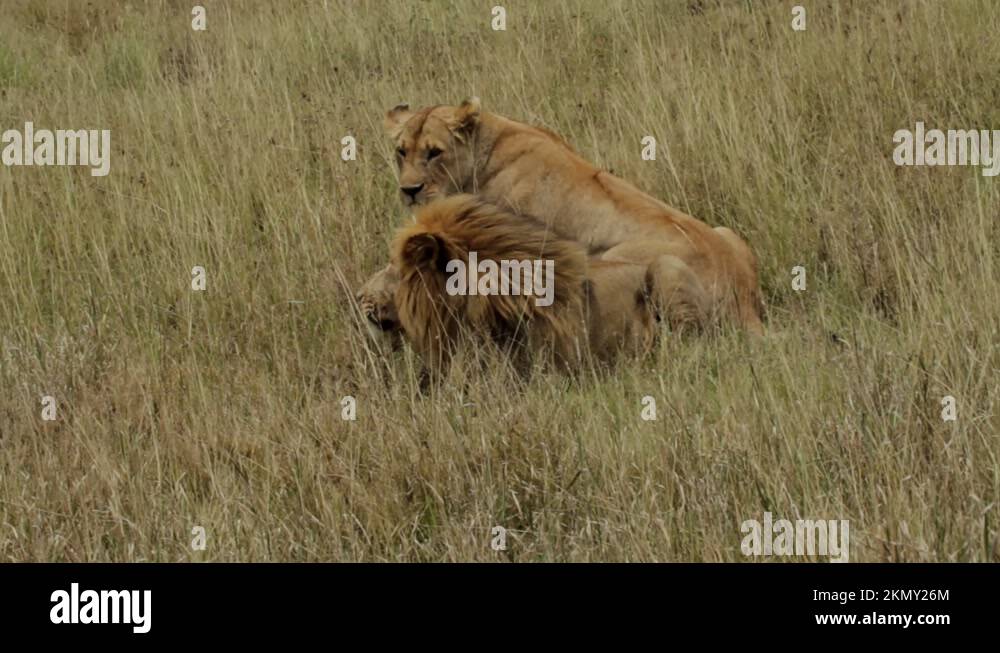 Lion and lioness mating Stock Videos & Footage - HD and 4K Video Clips - Alamy