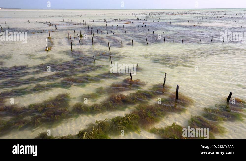 Seaweed farming in Paje beach, east Zanzibar Stock Video Footage - Alamy
