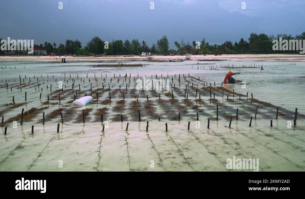 Seaweed farming in Paje beach, east Zanzibar Stock Video Footage - Alamy