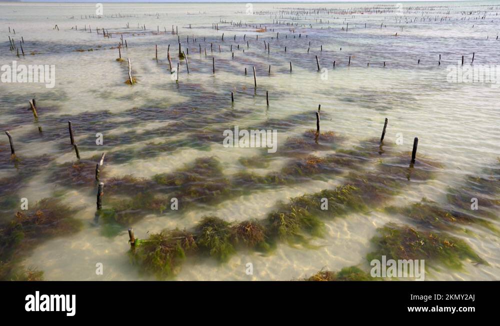 Seaweed farming in Paje beach, east Zanzibar Stock Video Footage - Alamy