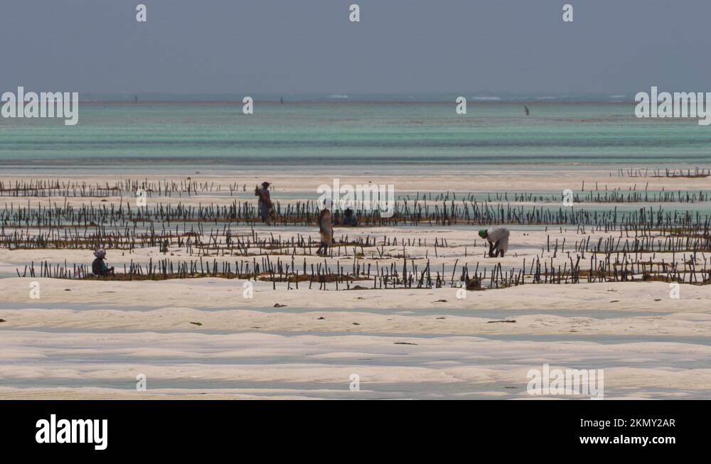 Seaweed farming in Paje beach, east Zanzibar Stock Video Footage - Alamy