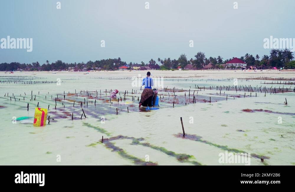 Seaweed farming in Paje beach, east Zanzibar Stock Video Footage - Alamy