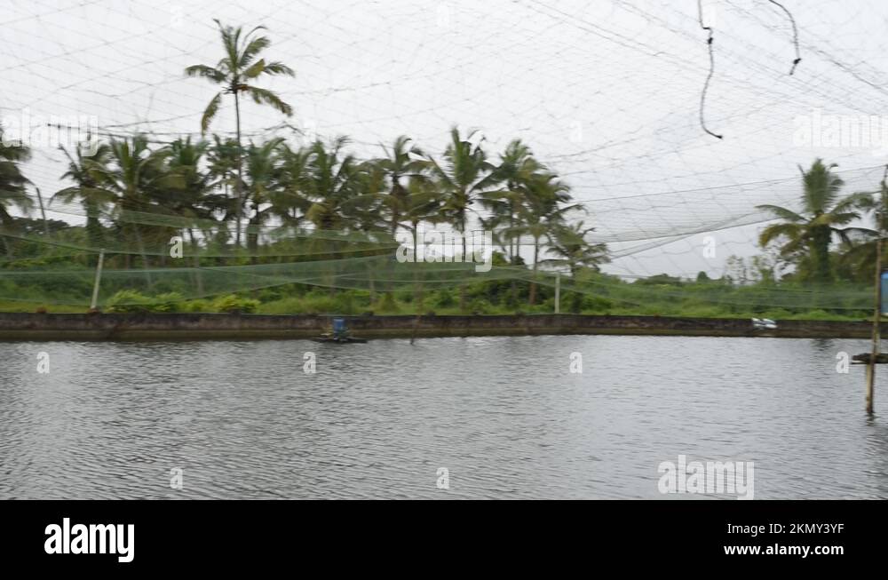 Manmade fish and prawn farming farms for local consumption and export ...