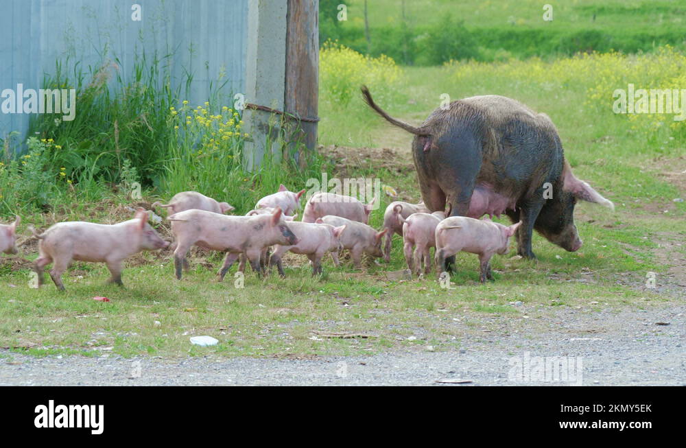 Pig breeding and piglets Stock Videos & Footage - HD and 4K Video Clips ...