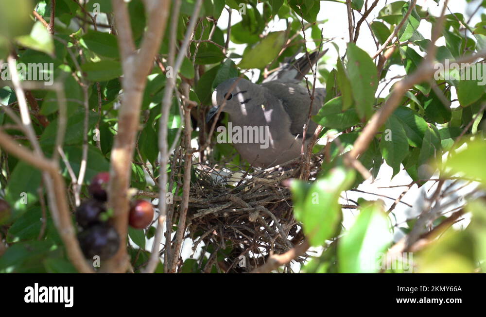 Hatching bird Stock Videos & Footage - HD and 4K Video Clips - Alamy