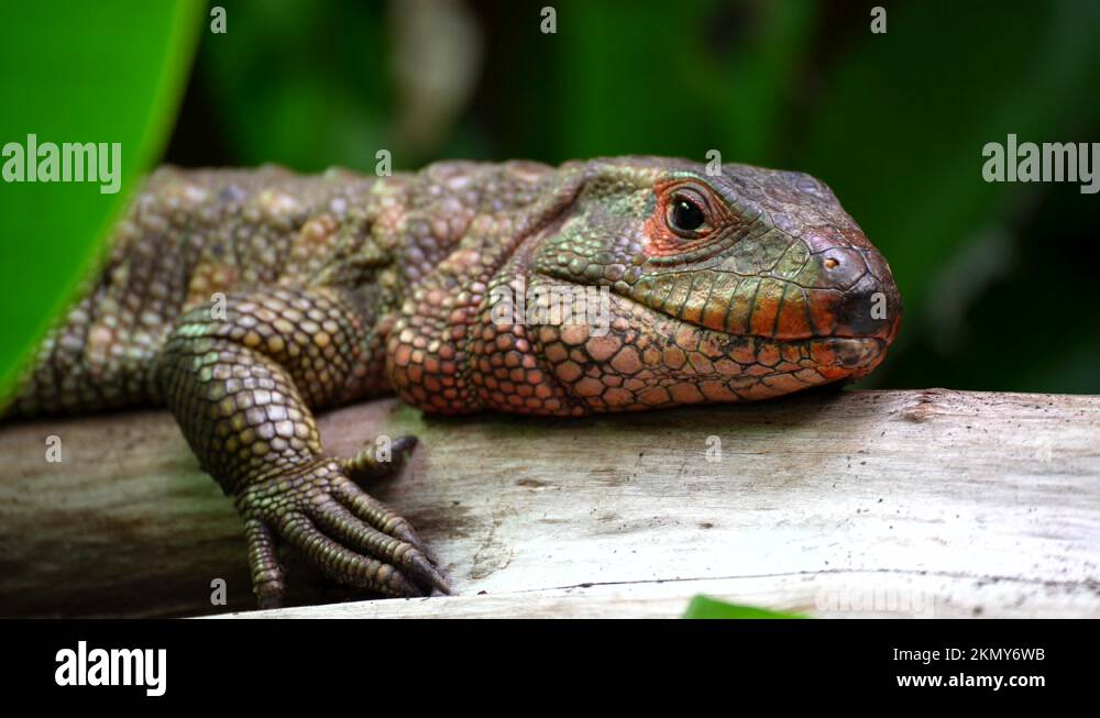 Komodo Dragon Wakes Up And Opens Its Eyes, Wildlife 4K Stock Video ...