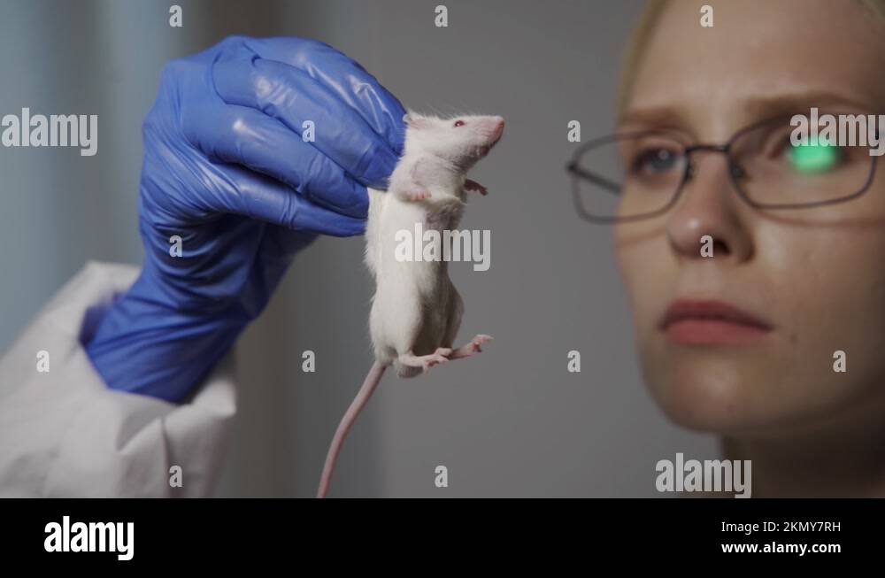 By the scruff of the neck Stock Videos & Footage - HD and 4K Video ...