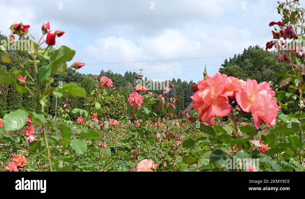 the cable car cabin moves through the park in Kislovodsk in the Valley ...
