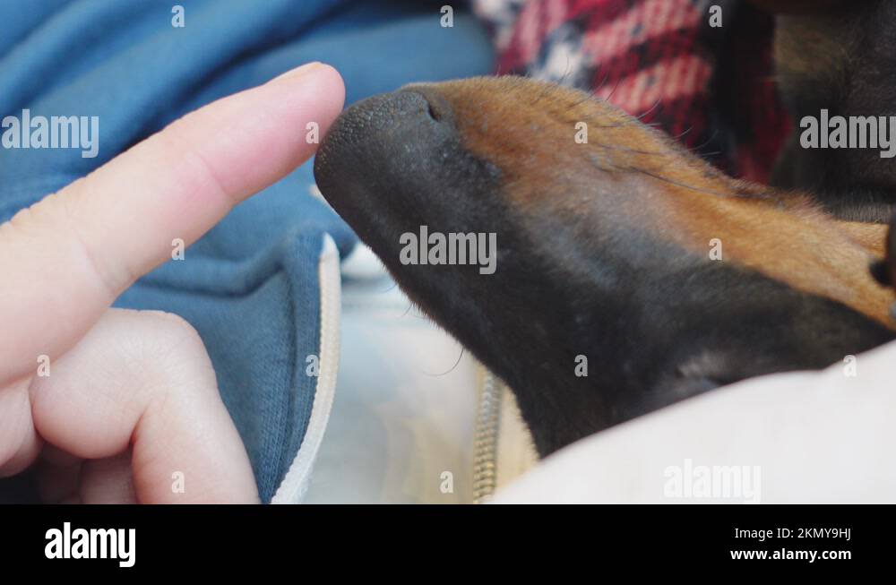 Tapping side of nose Stock Videos & Footage - HD and 4K Video Clips - Alamy