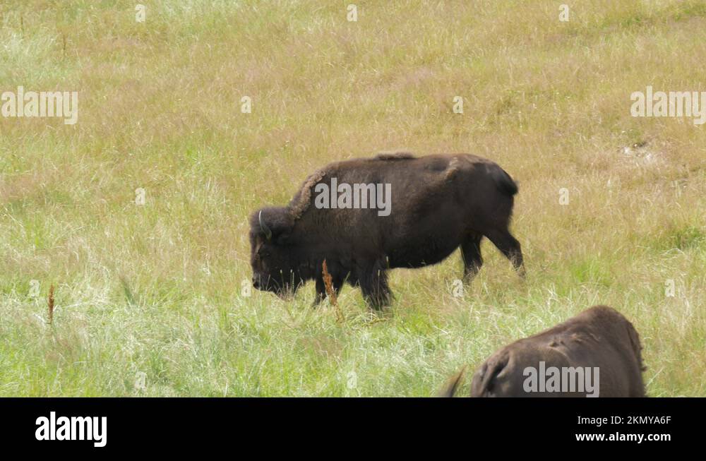 Bison ecosystem Stock Videos & Footage - HD and 4K Video Clips - Alamy