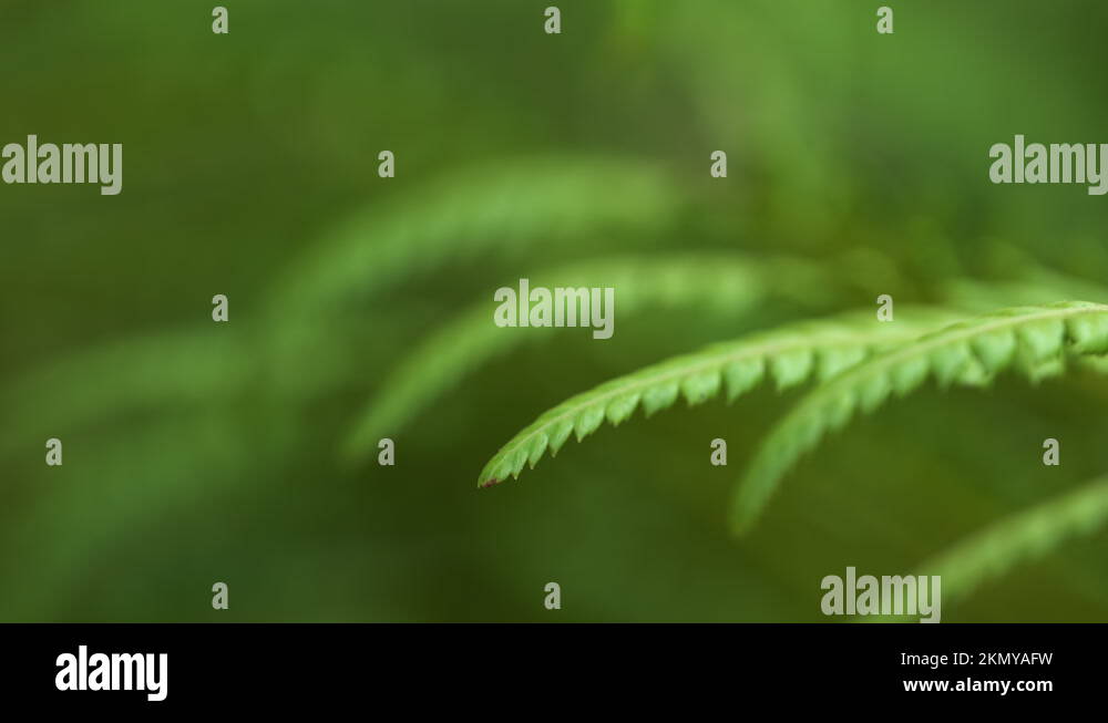Head fern Stock Videos & Footage - HD and 4K Video Clips - Alamy