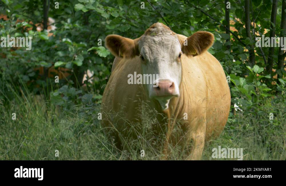 Bovine ears Stock Videos & Footage - HD and 4K Video Clips - Alamy