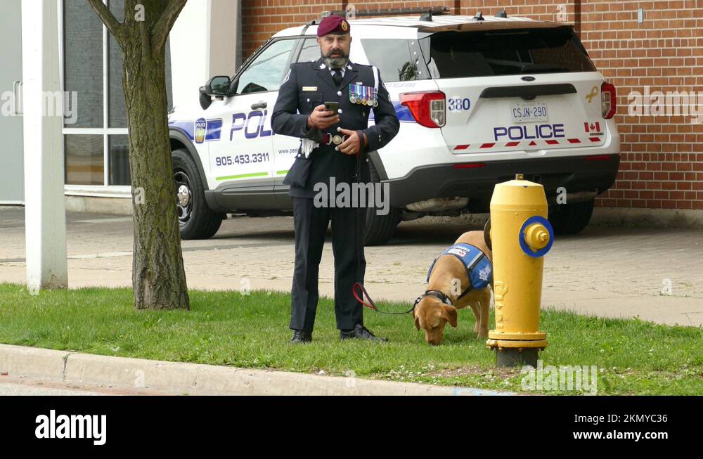 Police Officer With Labrador Dog At The Memorial Park In Toronto ...