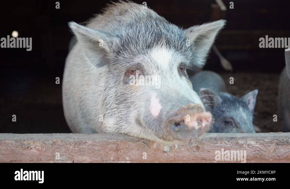 cute gray pig in barn on farm. Dirty pigs in the pen. Pig. Rural area ...
