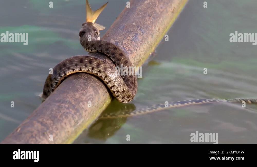 A goldfish Stock Videos & Footage - HD and 4K Video Clips - Alamy