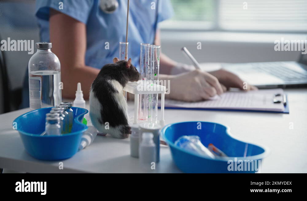 veterinary medicine, rat walks on table among test tubes and reagents ...