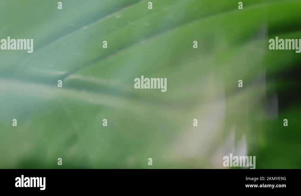 Plant leaf cell structure Stock Videos & Footage - HD and 4K Video ...