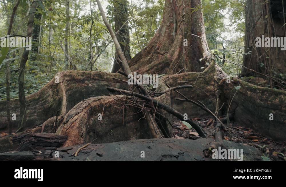 Rainforest Tree Roots With Dense Foliage On Summer. Tilt-Up Stock Video ...