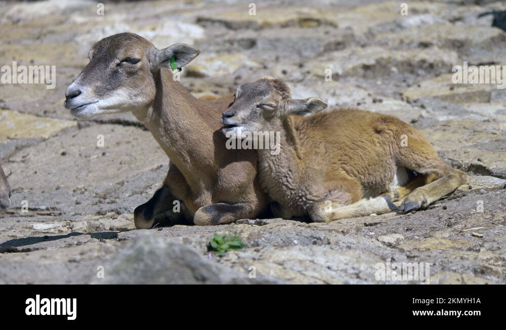 Mouflon baby Stock Videos & Footage - HD and 4K Video Clips - Alamy