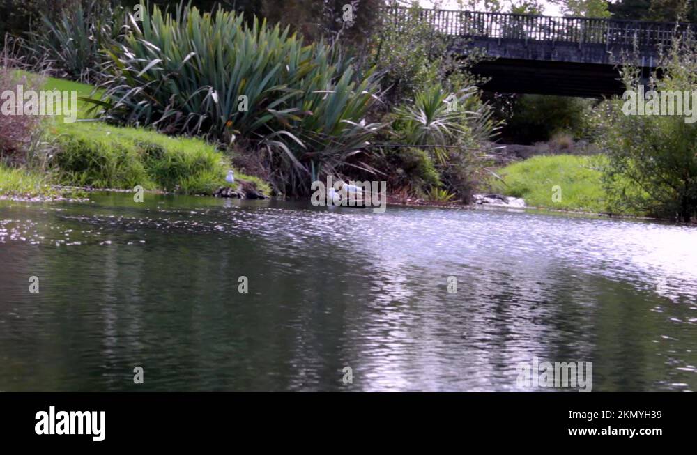 Gathering of birds Stock Videos & Footage - HD and 4K Video Clips - Alamy