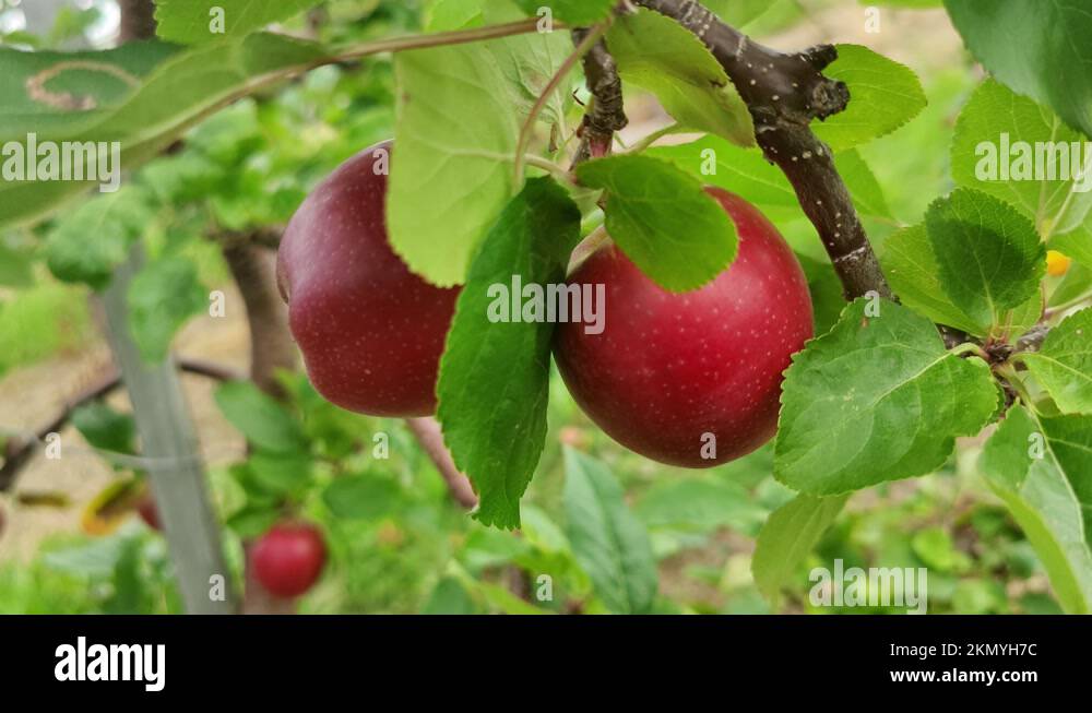 How to grow apple from apple fruit Stock Videos & Footage - HD and 4K ...