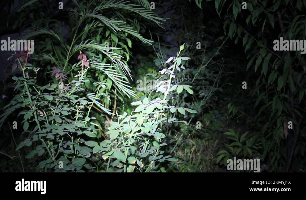 Plants in night Stock Videos & Footage - HD and 4K Video Clips - Alamy