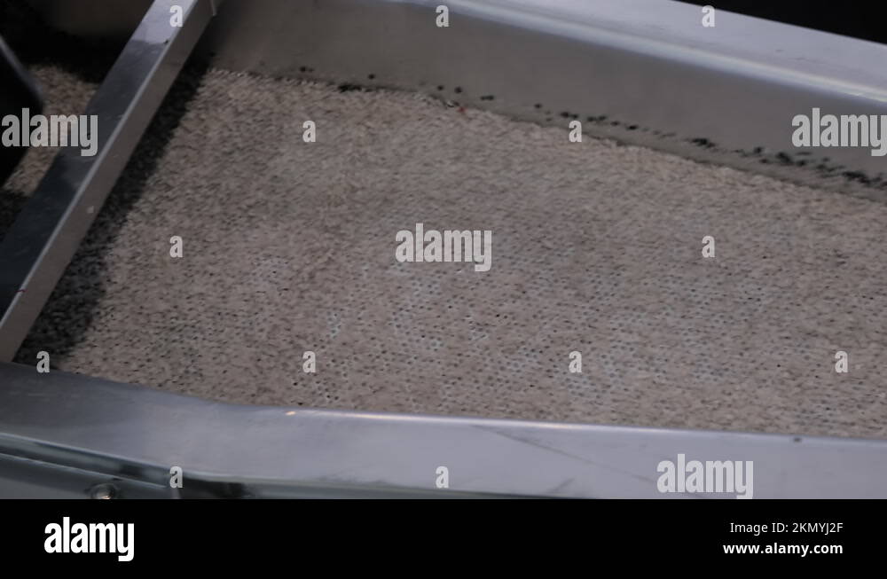 White recycled plastic granules on automatic shale shaker, conveyor ...