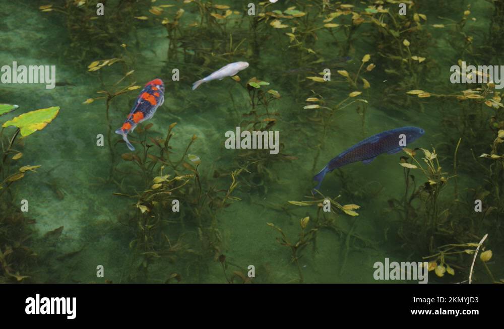 Koi Fish Swimming in Slow Motion at the Monet Pond, Seki, Gifu Japan ...