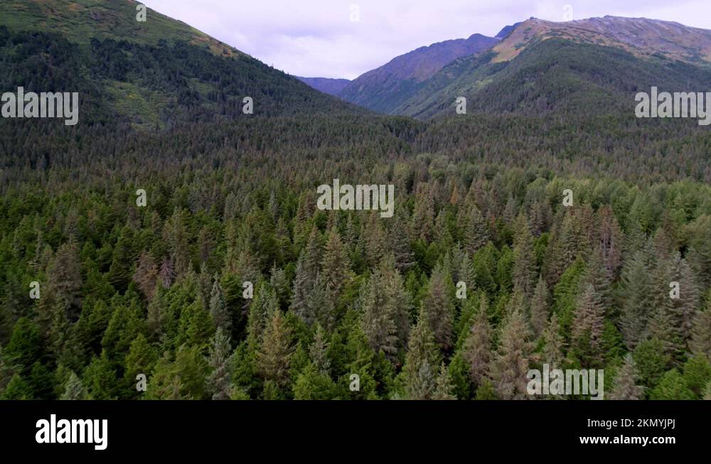 Foreground conifer trees Stock Videos & Footage - HD and 4K Video Clips ...