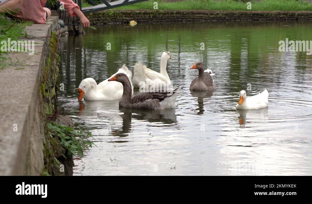 flock of gooses and duck swimming in pond on city park begging for food ...