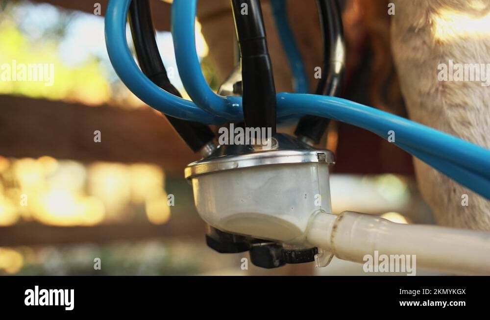 Close up shot of a milking machine extracting milk from a dairy cow on ...