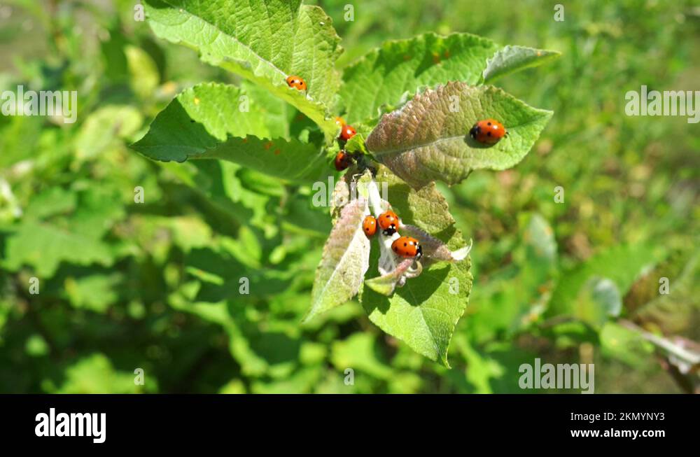 Observation of the insects Stock Videos & Footage - HD and 4K Video ...
