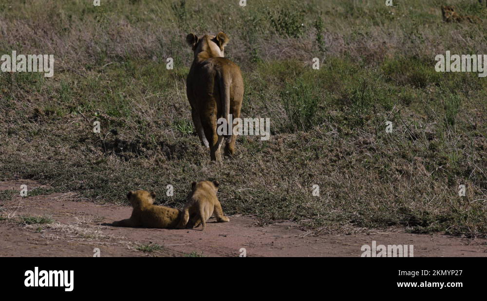 Close-up rear view lioness walking and two very cute young cubs ...