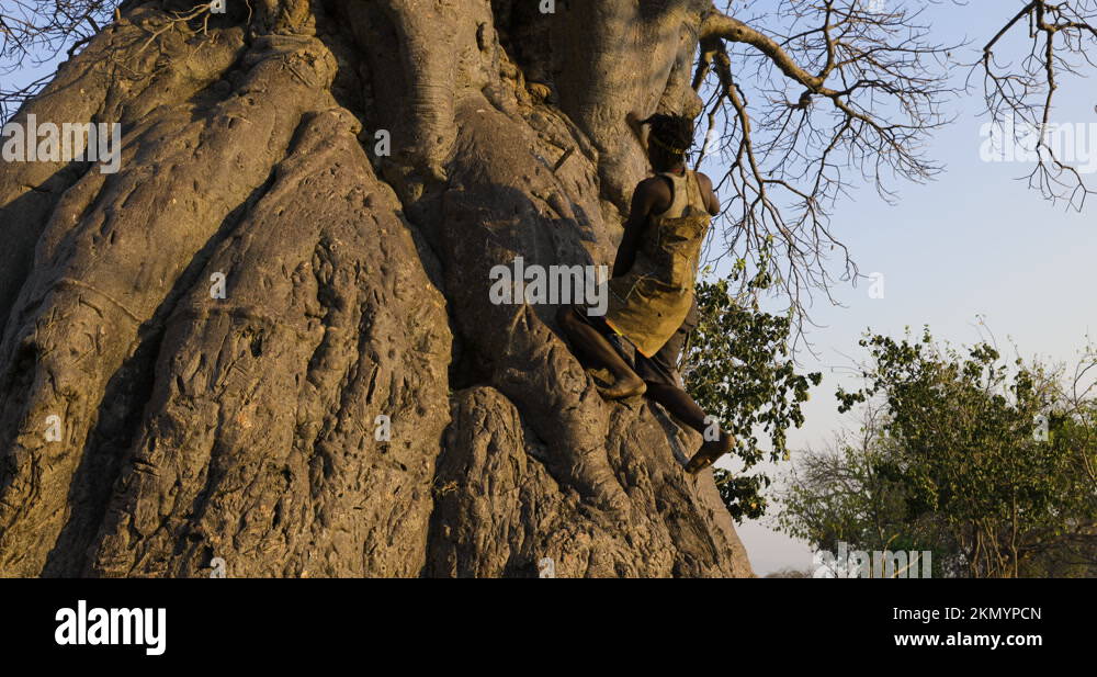 Hadza hunter-gatherer tribesmen climbing a baobab tree to get honey ...