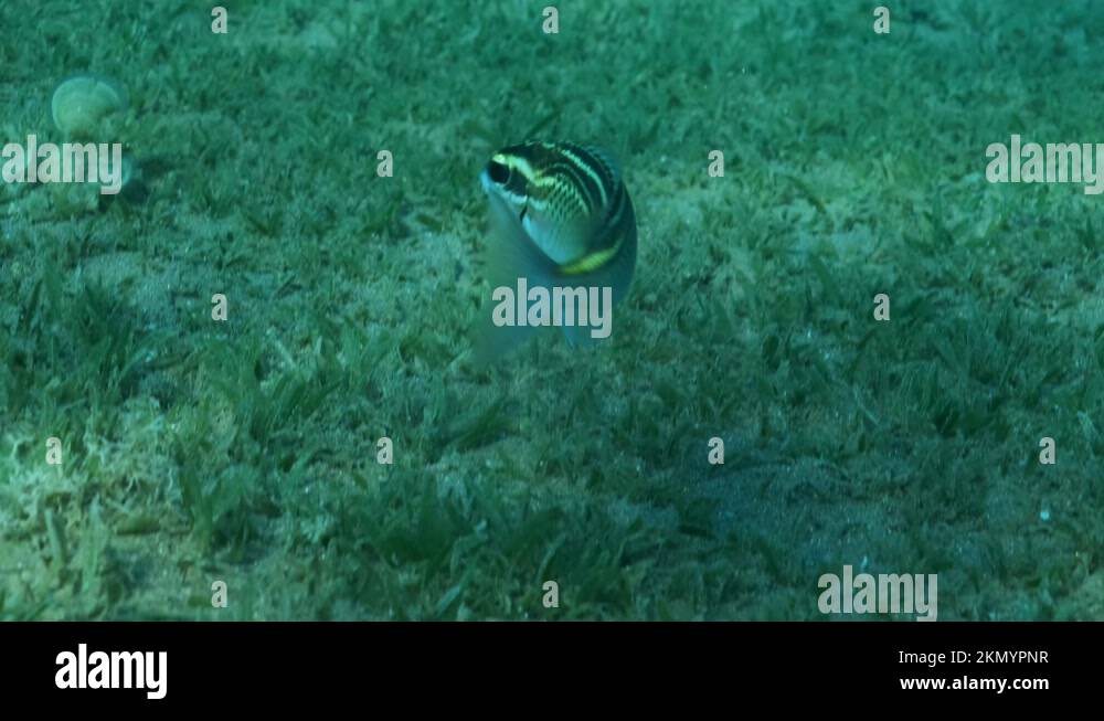 Monocle bream fish Stock Videos & Footage - HD and 4K Video Clips - Alamy