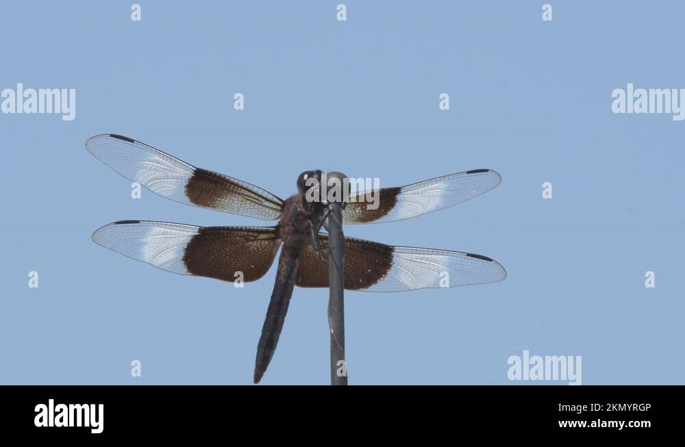 Dragonfly antenna Stock Videos & Footage - HD and 4K Video Clips - Alamy