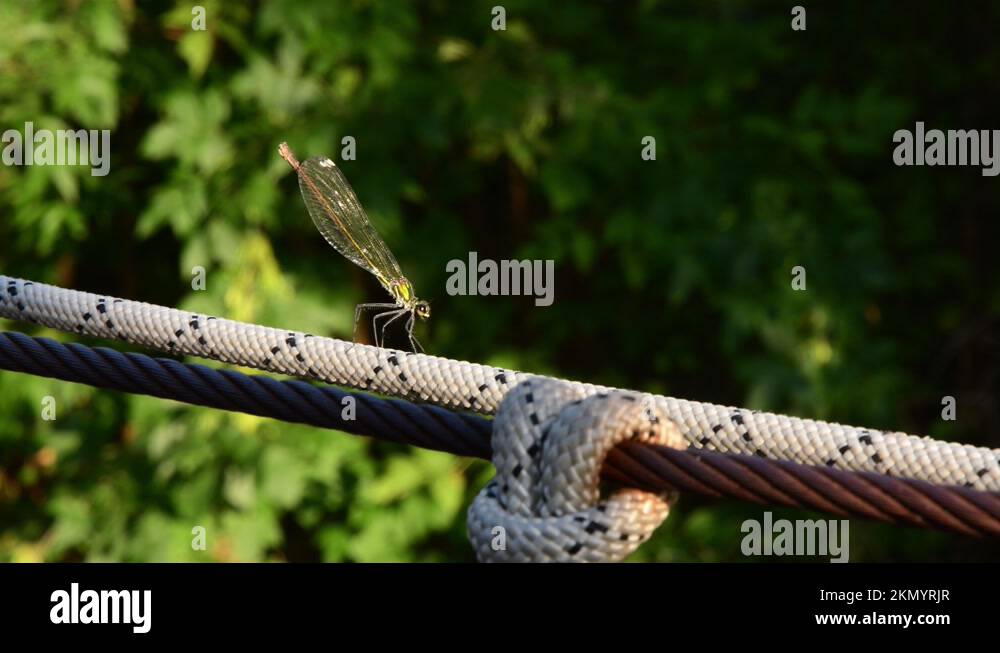 Insect on rope Stock Videos & Footage - HD and 4K Video Clips - Alamy