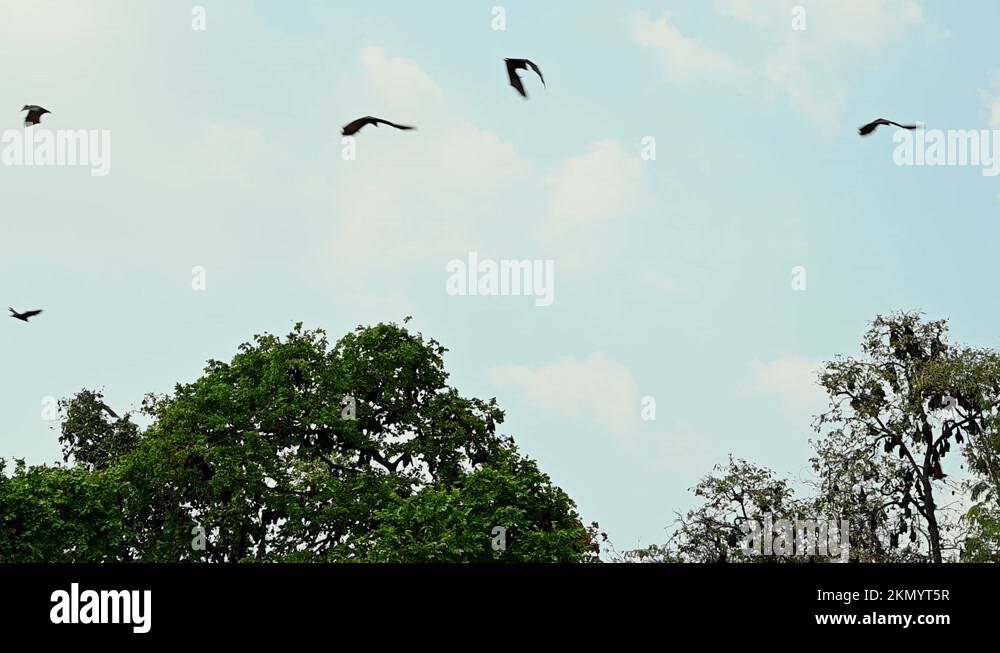 Lyle's flying fox Stock Videos & Footage - HD and 4K Video Clips - Alamy