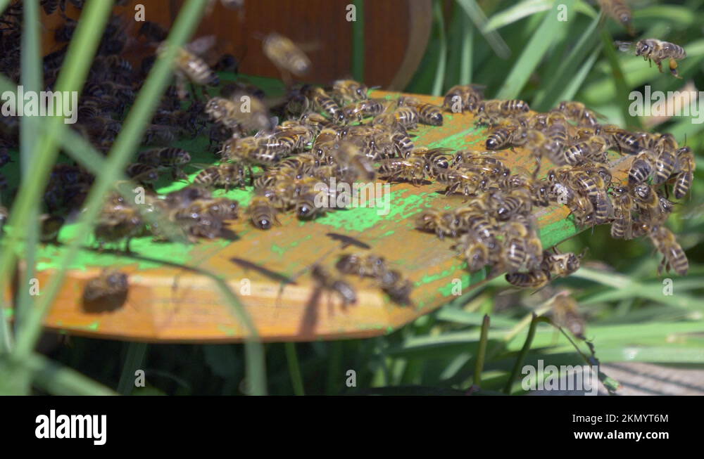 Aggressive bees Stock Videos & Footage - HD and 4K Video Clips - Alamy