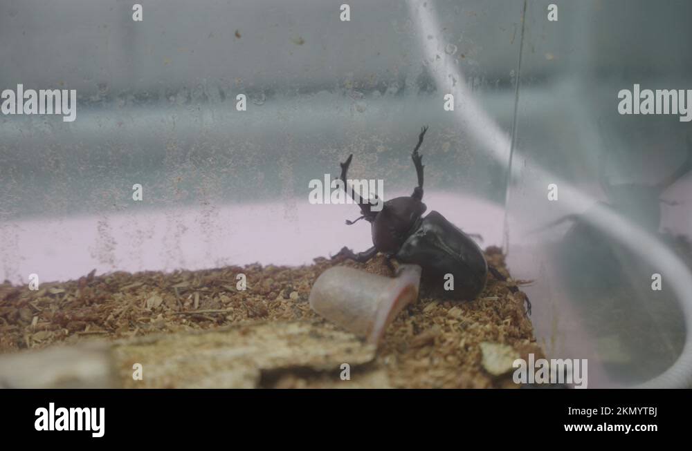 Kabutomushi, The Japanese Stag Beetle (Allomyrina dichotoma) in tank ...