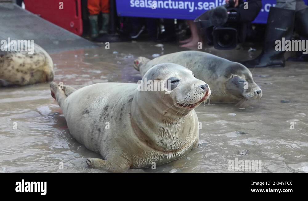 Cornwall seals Stock Videos & Footage - HD and 4K Video Clips - Alamy