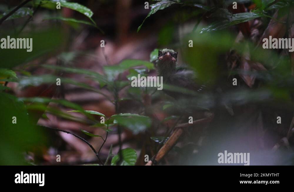 Seen balancing on a perch on the forest ground facing towards the ...