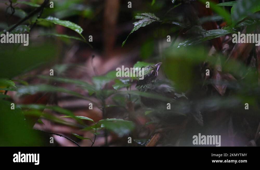 Seen on the rainforest ground, wet and calling for its parent to come ...