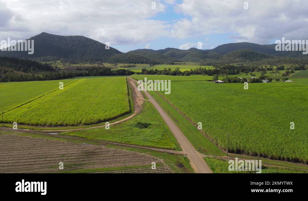 Sugar Cane Field - Lush Green Sugarcane Plantation With Mountain Views ...