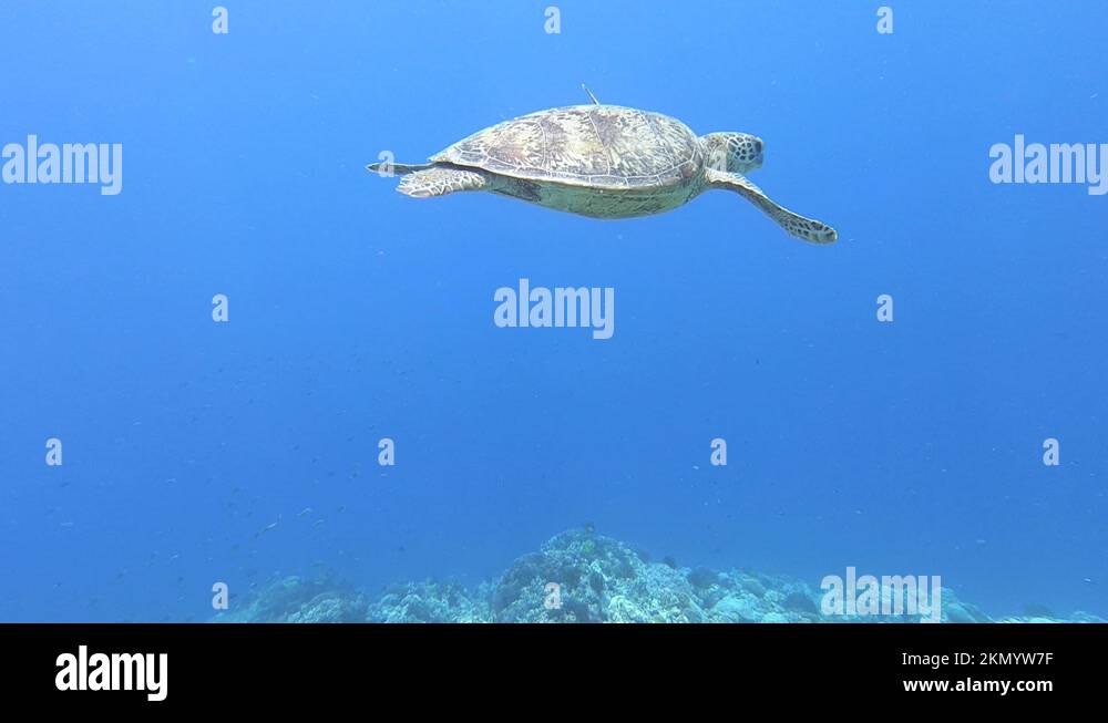Okinawa Island, Japan. Underwater footage of sea turtle. Diving and ...