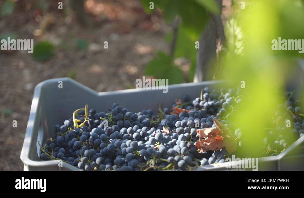 Sun vat Stock Videos & Footage - HD and 4K Video Clips - Alamy