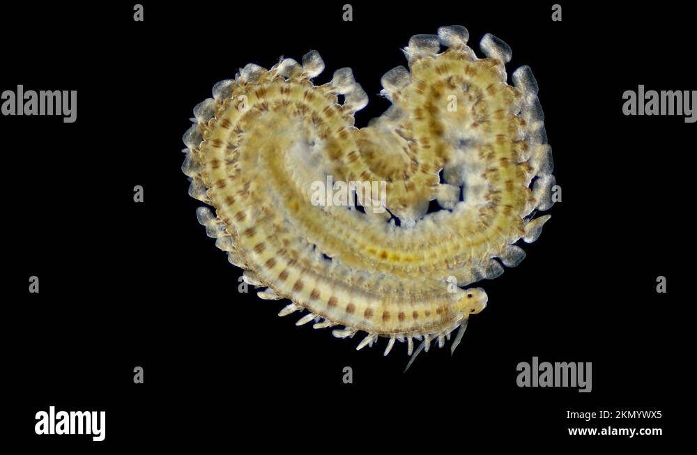 Worm Polychaeta, Phyllodocidae family.under a microscope. The genus ...
