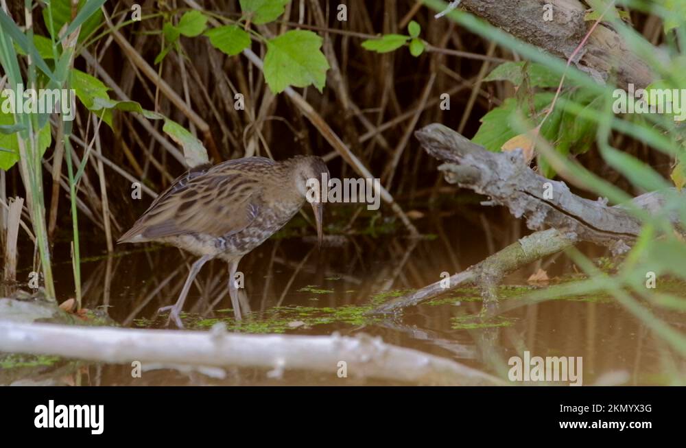 Juvenile bird Stock Videos & Footage - HD and 4K Video Clips - Alamy