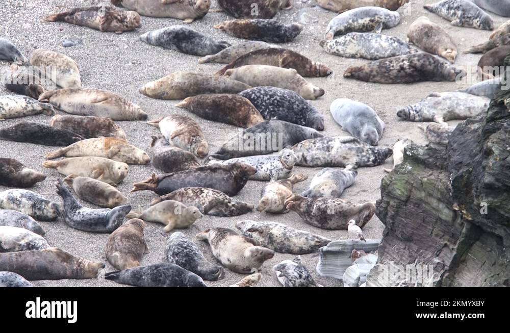 Cornwall wildlife Stock Videos & Footage - HD and 4K Video Clips - Alamy